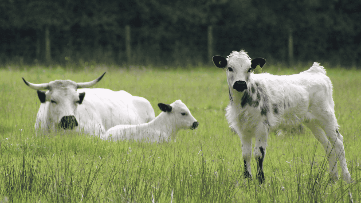 The King's Foundation